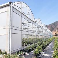 China UV Resistant 30x10m Plastic Film Greenhouse for Tomato and Vegetable with Film Cover for sale