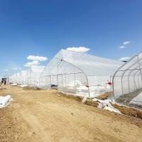 China Film Covered Multi-span Tomato Greenhouse with Sawtooth Top Ventilation and Irrigation System for sale