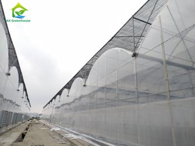 China Large Multi Span Poly Tunnel Film Agricultural Tomato Growing Greenhouse for sale
