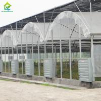 China Multi-span UV Resistant Plastic Film Poly Tunnel Nursery Vegetable Tomato Greenhouses for sale