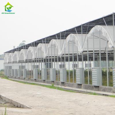 China Multi-span Customized Size Agricultural Poly Tunnel Plastic Film Tomato Greenhouse for sale