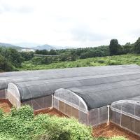 China Poly Tunnel Plastic UV Resistant Film Tomato Herb Hydroponic Single Greenhouse for sale
