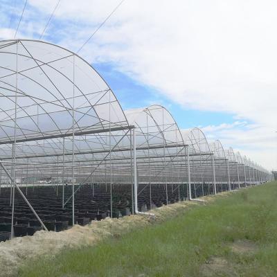 China UV Resistant 30x10m Plastic Film Greenhouse for Tomato and Vegetable with Film Cover for sale