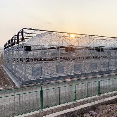 China Multi-span Large Poly Tunnel Plastic Film Tomato Hydroponic Berry Greenhouse for sale