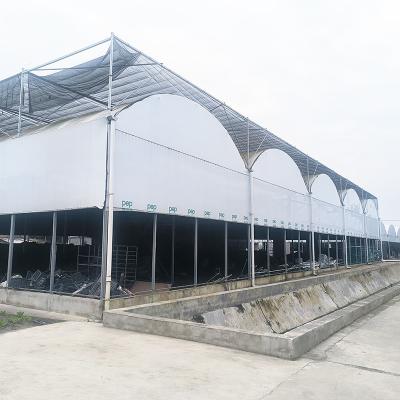 China Hot Galvanized Steel Pipe Nursery Multi-span Panda Film Blackout System Mushroom Tropical Greenhouse for sale