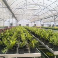 China Large Poly Tunnel Agricultural Multi-span PE Film Flower Custom Greenhouse for sale