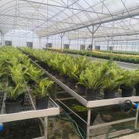 China Large Poly Tunnel Agricultural Multi-span PE Film Flower Custom Greenhouse for sale