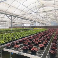 China Large Poly Tunnel Agricultural Multi-span PE Film Flower Custom Greenhouse for sale