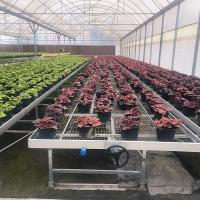China Vegetables Multi-span PE Film Plastic Greenhouse With Optional Cooling And Irrigation Systems for sale
