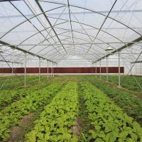 China Tropical Plastic Film Multi-Span Poly Tunnel Greenhouse With Enhanced Cooling Systems for sale