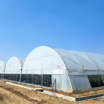 China High Quality Aluminum Alloy Multi-span Poly Tunnel Plastic Shed Greenhouse Tent for sale