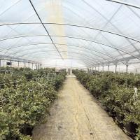 China High Quality Aluminum Alloy Multi-span Poly Tunnel Plastic Shed Greenhouse Tent for sale