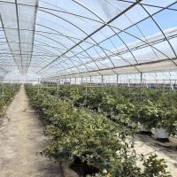 China High Quality Aluminum Alloy Multi-span Poly Tunnel Plastic Shed Greenhouse Tent for sale