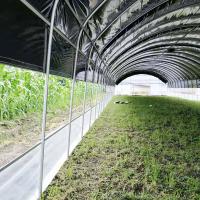 China Custom Blackout Light Deprivation Greenhouse with Automated Shading System for Mushroom for sale