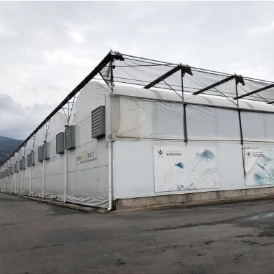 China Black White Film Tropical Poly Tunnel Multi-span Seedling Blackout Greenhouse for sale