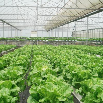 China Durable Steel Tructure Vegetable Growing Poly Tunnel Agricultural Greenhouse for sale