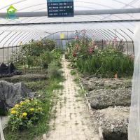 China Factory Price Custom Plastic Film Tunnel Tomato Grow Tent Greenhouse For Agriculture for sale