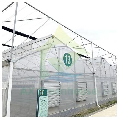 China Poly Plastic Film Tunnel Multi-span Agricultural Vegetable Growing Greenhouse for sale