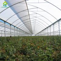 China Large multi-span film greenhouse for growing leafy vegetables,Tomatoes, cucumbers, peppers, eggplants, strawberries, watermelons for sale