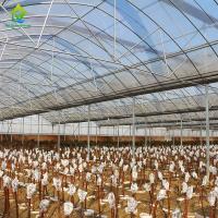China Large multi-span film greenhouse for growing leafy vegetables,Tomatoes, cucumbers, peppers, eggplants, strawberries, watermelons for sale