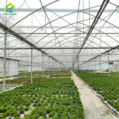 China Large Space Stable Mulit-span PE Film Seedling and Flower Planting Greenhouse for sale