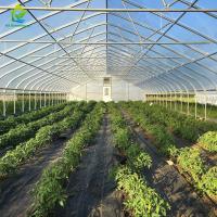 China Cheap Agricultural Green House Commercial Greenhouse Intelligent Single-Span Greenhouse for Tomato Planting for sale