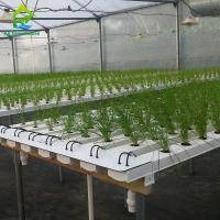 China China Factory Super Farm Hydroponic NFT Growing System NFT PVC Channel Horizontal NFT Soilless Leafy VegetableCultivation System for sale