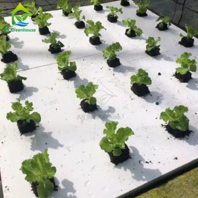 China Greenhouse floating board DWC soilless cultivation system for lettuce and vegetable cultivation for sale
