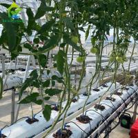 China 4M Double Row Horizontal Planting Trough Steel Frame Soilless Cultivation Set with Water tank and Water Pump for sale