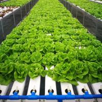 China Food-Grade PVC NFT Hydroponic Gully System with UV Inhibitors and Customizable Dimensions for Commercial Greenhouses for sale