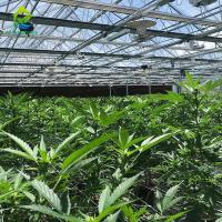 China 220V Gutter Connected Large Tunnel Greenhouse for sale