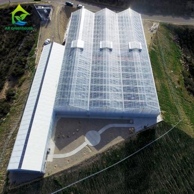 China 220V Gutter Connected Large Tunnel Greenhouse for sale
