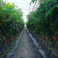 China Industrial Sawtooth Plastic Film Greenhouses 3.0m-6.0m Gutter Flower Farm Greenhouse for sale