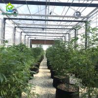 China Hot Galvanized Steel Commercial Light Deprivation Greenhouse for Hemp Cultivation for sale