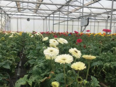 China Integrated Water Fertilizer Applicator for sale
