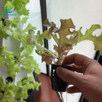 China Nutrient Film Technique Soilless Hydroponic System Hydroponic Farming Kit For Balcony for sale