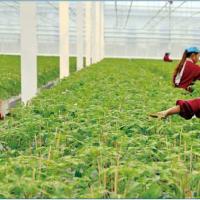 China 55000PPM Carbon Dioxide Concentration Sensor 5G CO2 Sensor For Greenhouse for sale