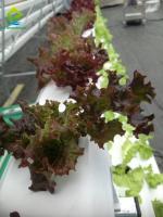 China Environment Friendly Soilless Hydroponic System 75*50mm NFT Lettuce System for sale