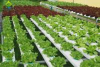 China Agriculture Farming Pipe PVC Square Soilless Hydroponic NFT Growing Systems For Greenhouse for sale
