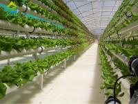 China Environment Friendly Soilless Hydroponic System 75*50mm NFT Lettuce System for sale