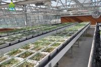 China Food Grade 3.0-5.0mm Thick PVC NFT Hydroponic Gutter For Strawberries for sale