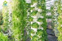 China Soilless Cultivation NFT Hydroponic System For Celery Parsley for sale