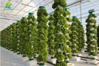 China Soilless Cultivation NFT Hydroponic System For Celery Parsley for sale