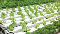 China 5.8m Length Commercial Aquaponics System Soilless Culture Fish And Plant System for sale