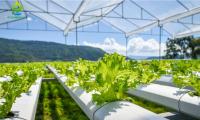 China 5.8m Length Commercial Aquaponics System Soilless Culture Fish And Plant System for sale