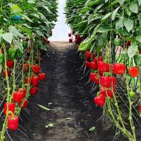China Balcony NFT Hydroponic System for sale