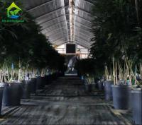 China Auto External Blackout Greenhouse Light Dep Greenhouse White-Black Film Greenhouse for sale