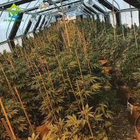 China Medical Growing Blackout Light Dep Green House 9X32M Tunnel Greenhouse for sale