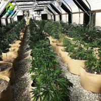 China Medical Growing Blackout Light Dep Green House 9X32M Tunnel Greenhouse for sale