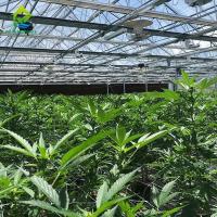 China Automated Commercial Light Deprivation Greenhouse with Interior Blackout 32m-50m Length and 8m-12.6m Span Width for sale
